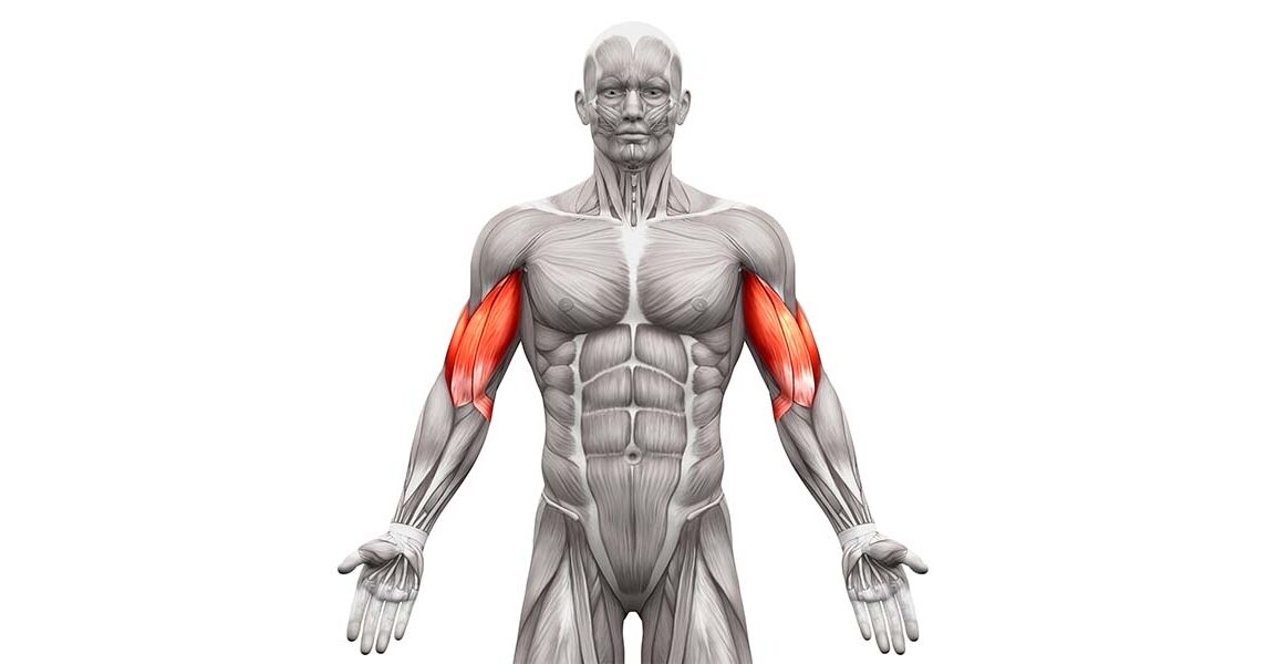 Biceps brachii: Anatomie, Funktion & Übungen
