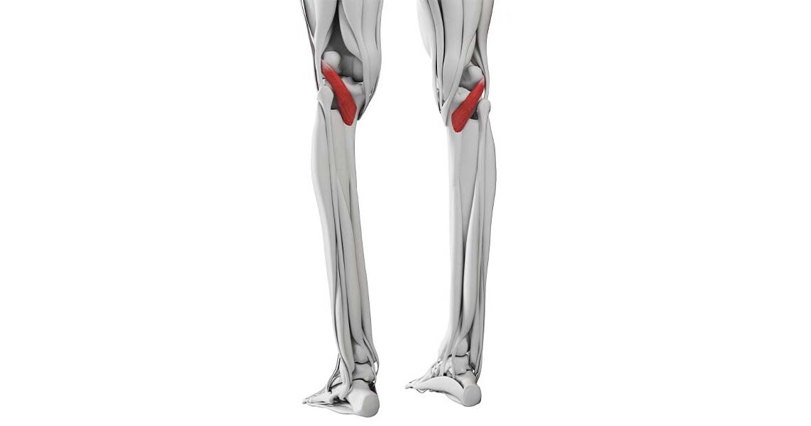 Popliteus: Anatomie und Funktion vom Kniekehlenmuskel