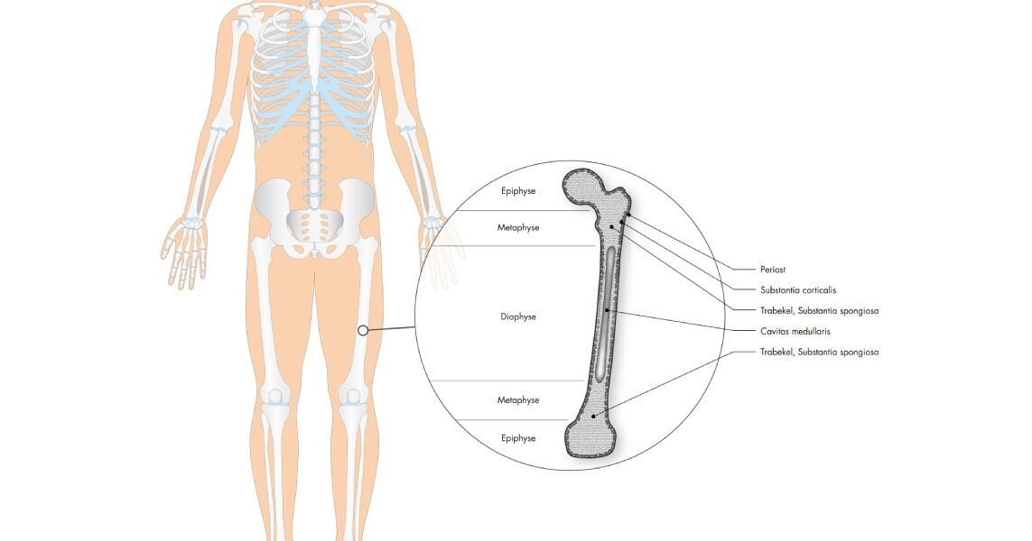 Röhrenknochen: Aufbau, Beispiele und Funktion