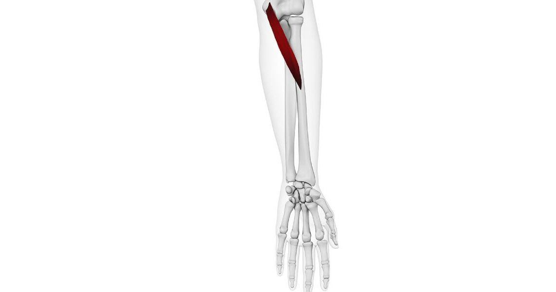 Pronator Teres: Anatomie und Funktion