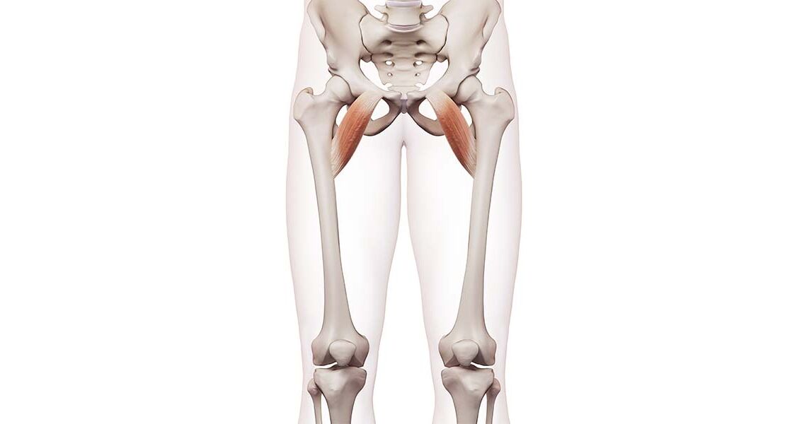 Pectineus: Anatomie und Funktion vom Kammmuskel
