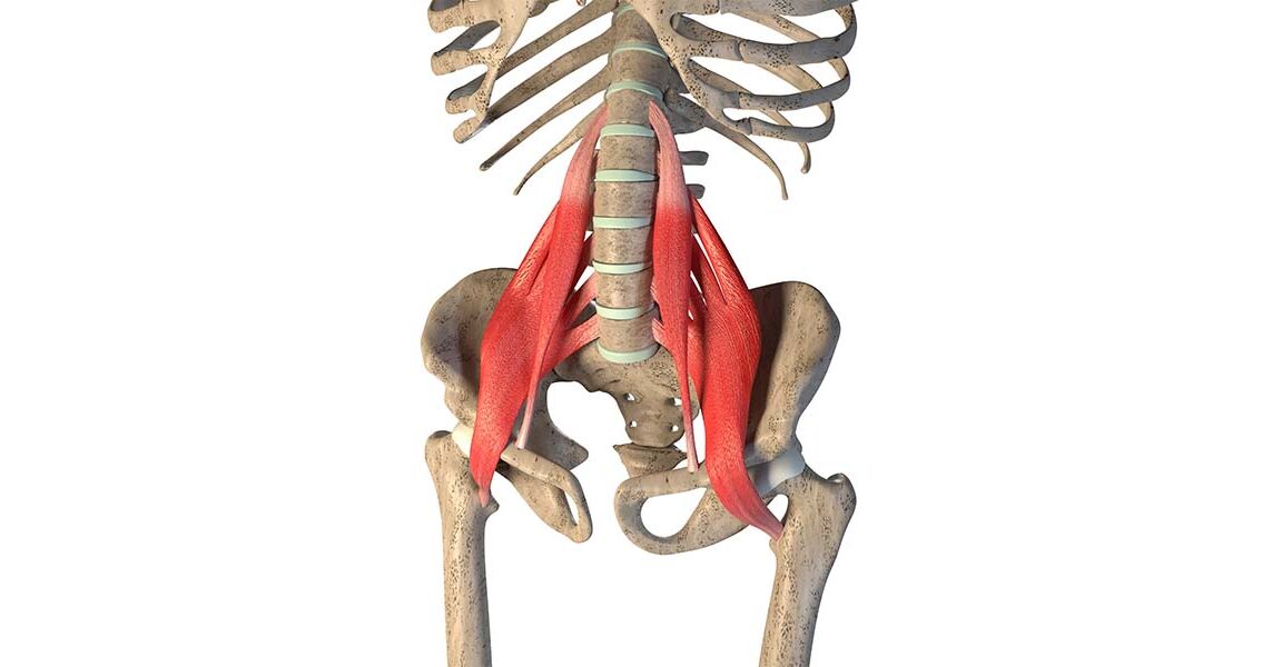 Iliopsoas: Anatomie und Funktion