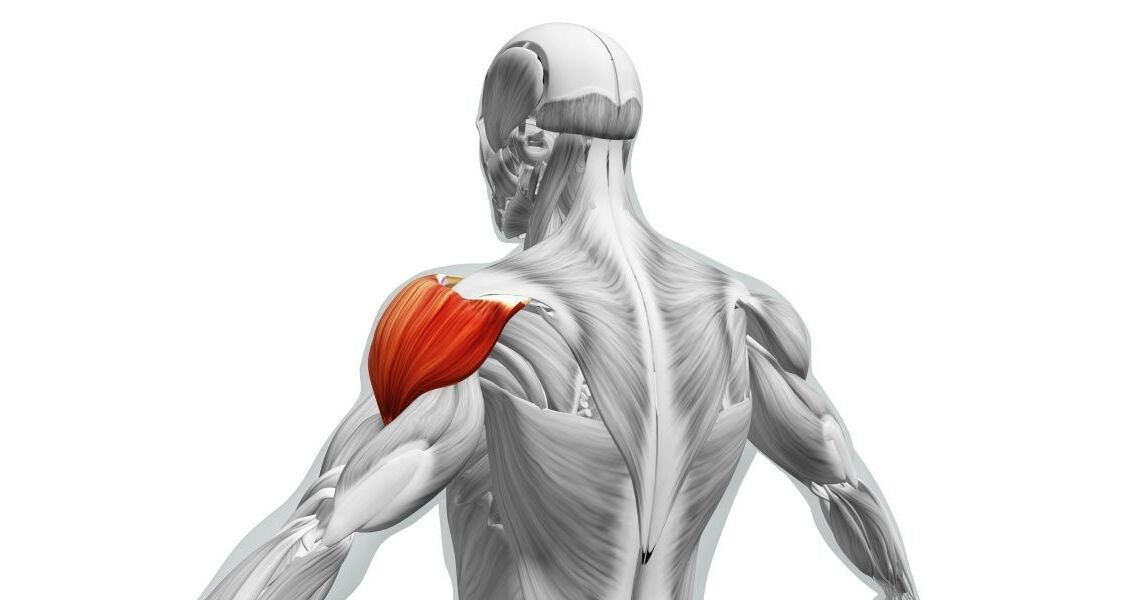 Menschliche Anatomie Muskeln Arm