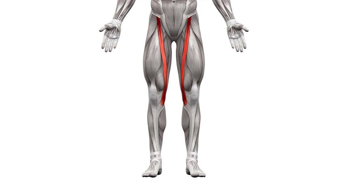 Sartorius: Anatomie und Funktion vom Schneidermuskel