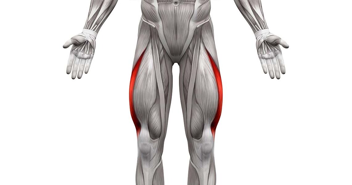 Vastus Lateralis: Anatomie und Funktion