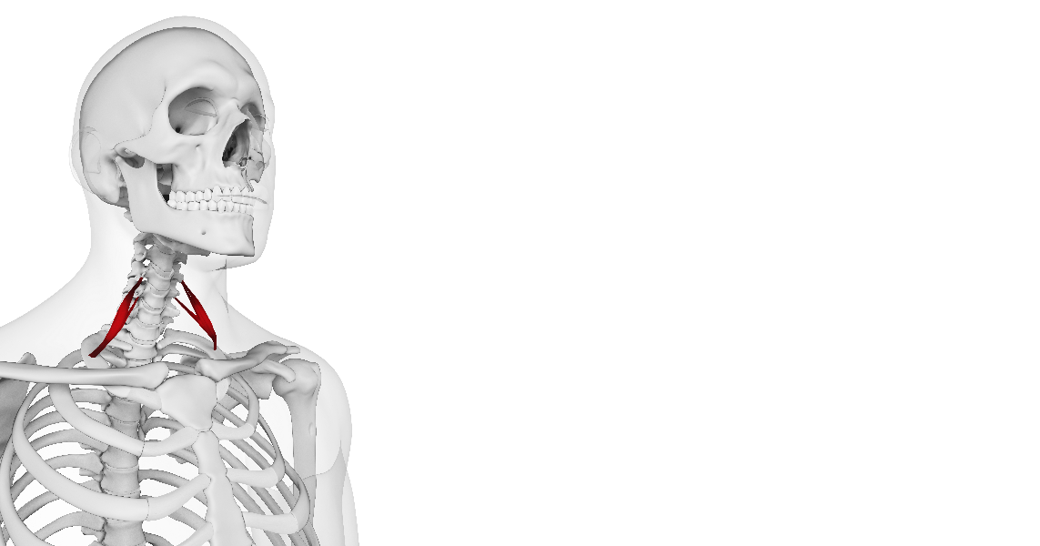 Scaleni Muskeln - Anatomie der Mm. Scaleni