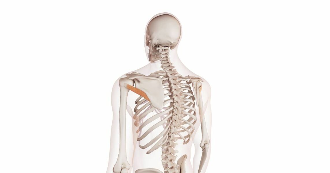 Teres Major Teres Major Vom Black Angus, Wet Aged | 0.295