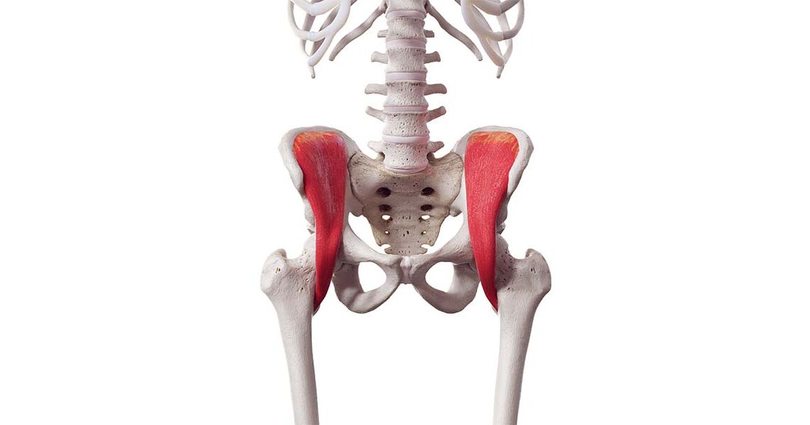 Iliacus: Anatomie und Funktion des Darmbeinmuskels