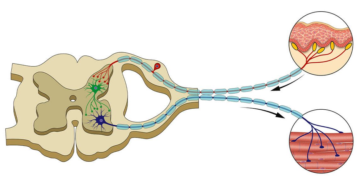 Muskeldehnungsreflex: So funktioniert der Muskelspindelreflex