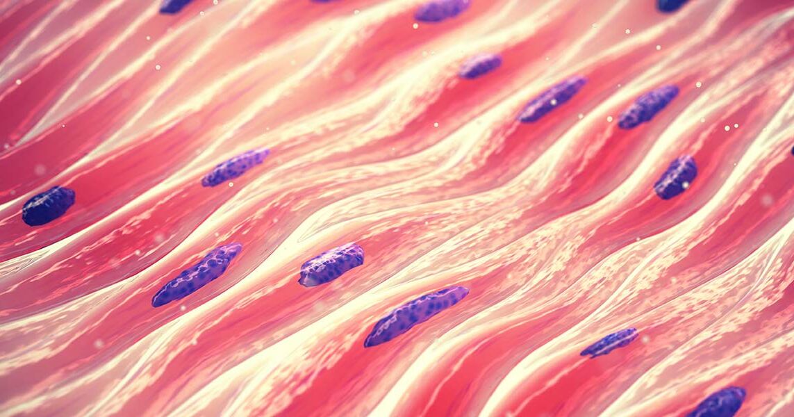 Epithelgewebe Des Körpers