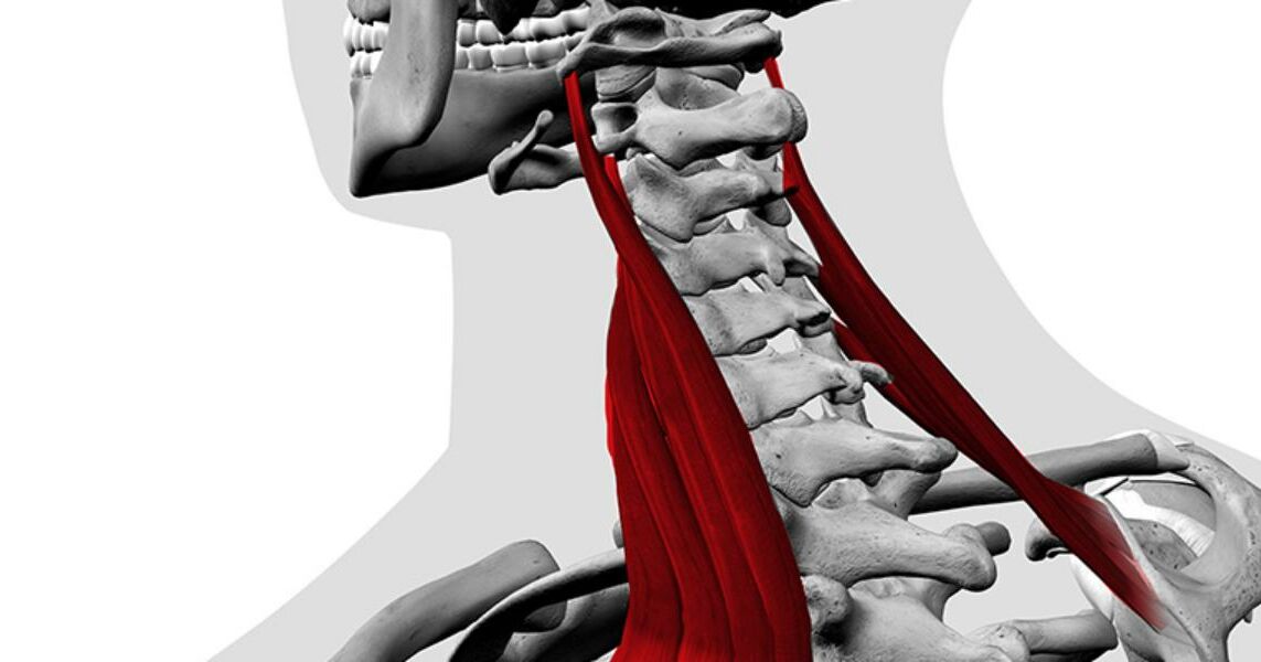 Levator Scapulae: Anatomie und Funktion