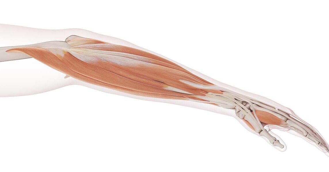 Lateral: Definition & Bedeutung in der Medizin