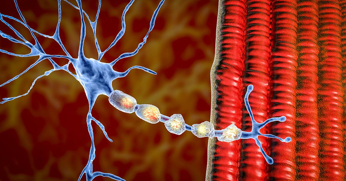 Muskelfasertypen: welche 3 Typen gibt es?