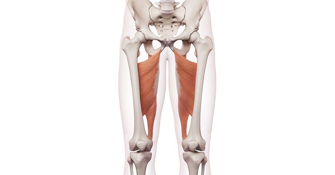Adductor Magnus: Anatomie und Funktion