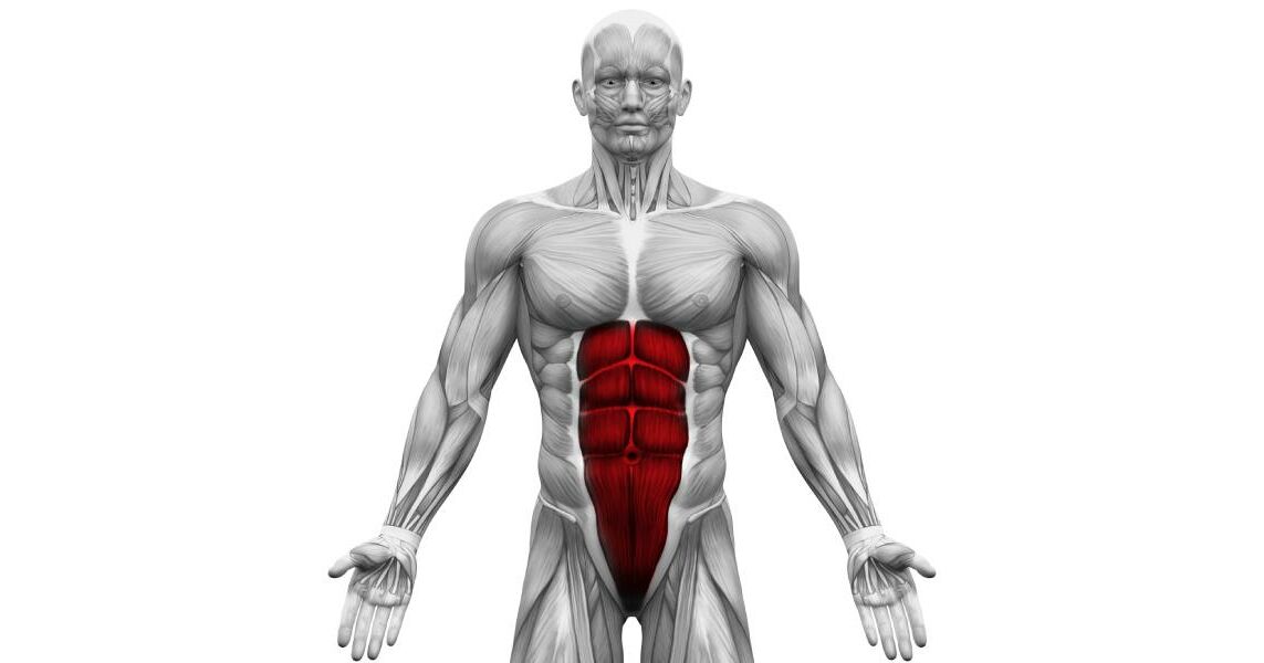 Rectus abdominis: der gerade Bauchmuskel