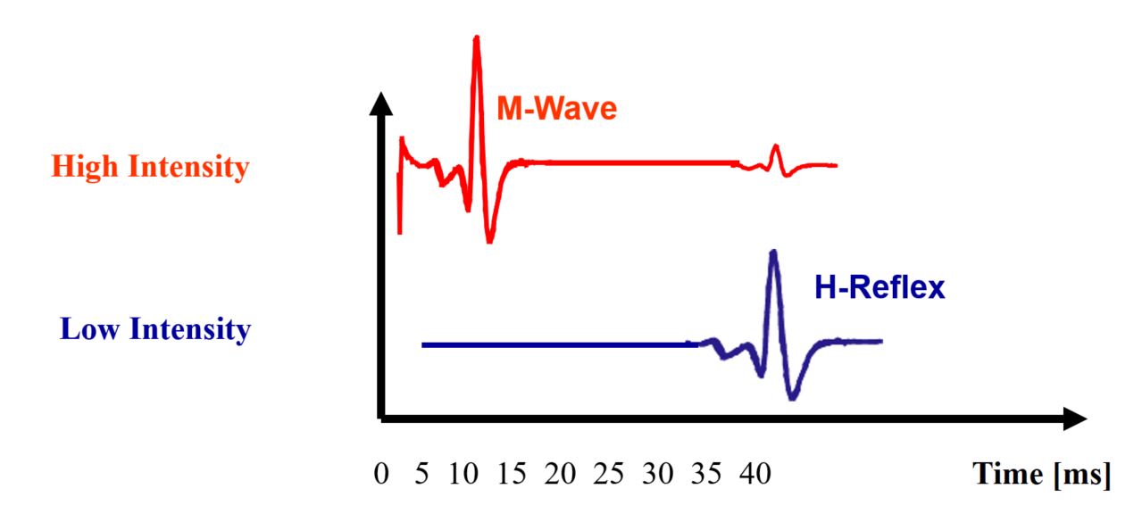 H-Reflex und M-Welle | Definition und Erklärung