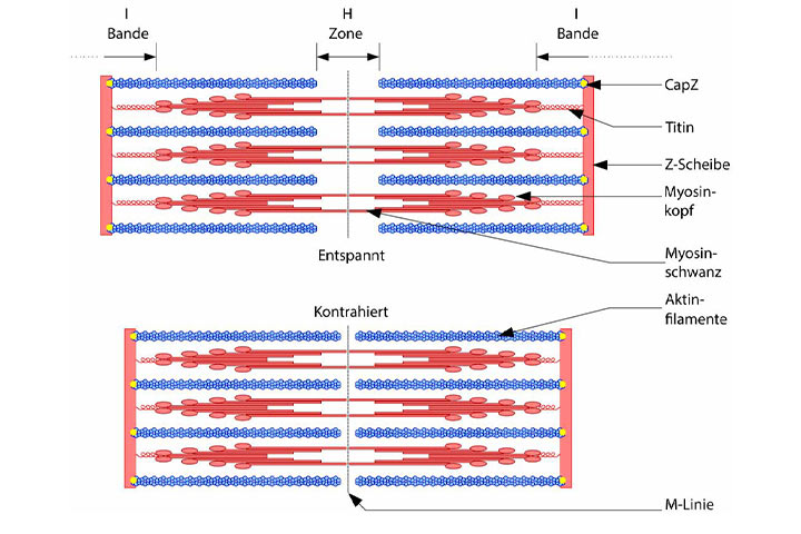 Gleitfilamenttheorie: Definition, Erklärung & Ablauf