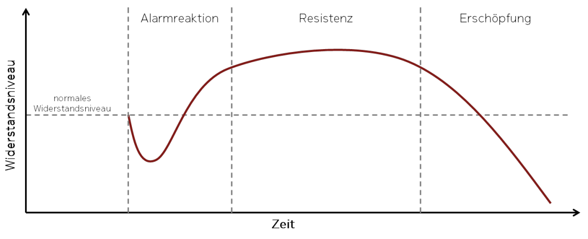 Stressmodell nach Selye: Stressreaktion & Stressphasen