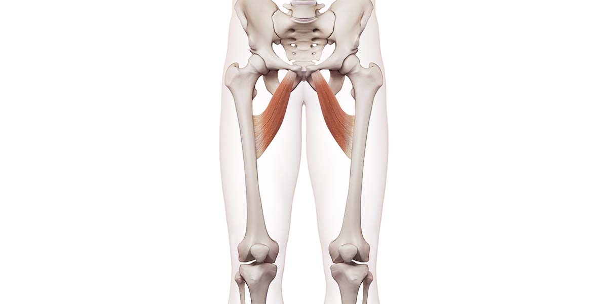 Adductor Brevis: Anatomie und Funktion