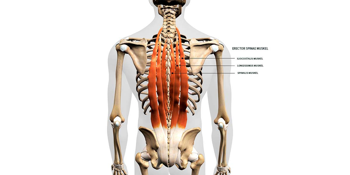 Erector Spinae: Anatomie, Funktion & Bedeutung