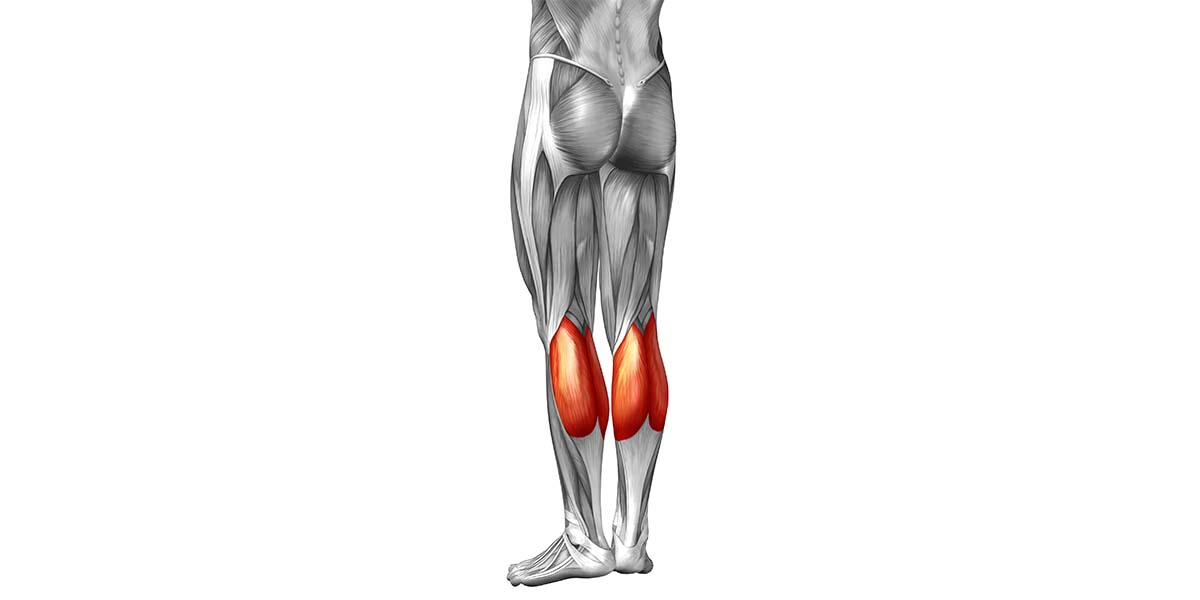 Gastrocnemius: Anatomie und Funktion