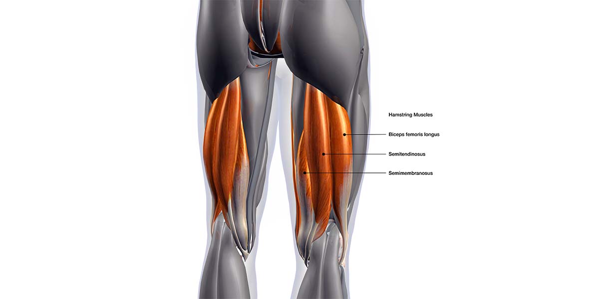 Hamstrings: Anatomie, Funktion & Verletzungen
