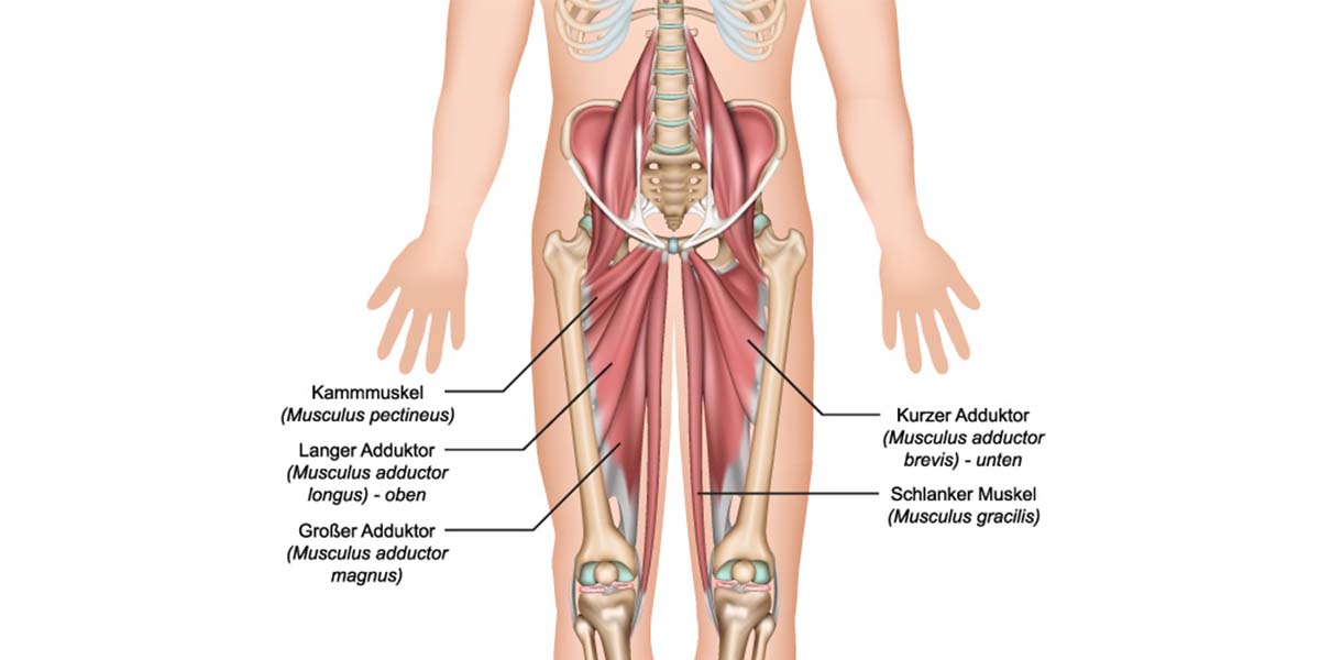 Pectineus: Anatomie und Funktion