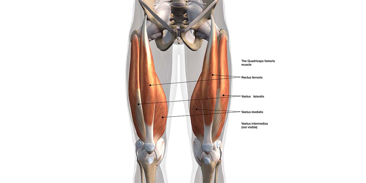 Quadriceps Femoris Muscle Anatomy Quadriceps Femoris